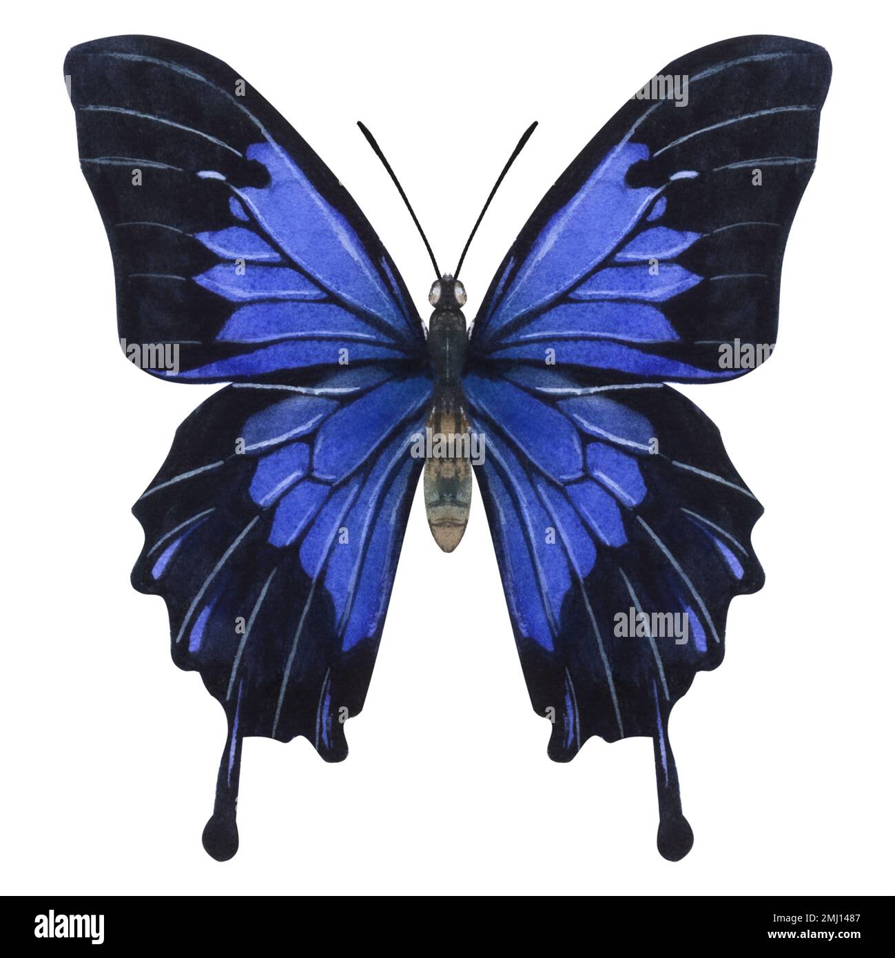 Beautiful blue-violet butterfly. Hand-drawn watercolor illustration ...