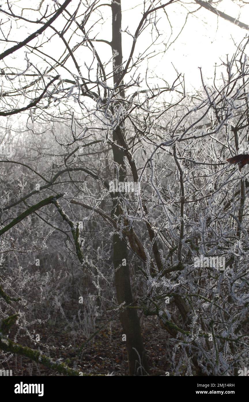 Green moss texture hi-res stock photography and images - Alamy