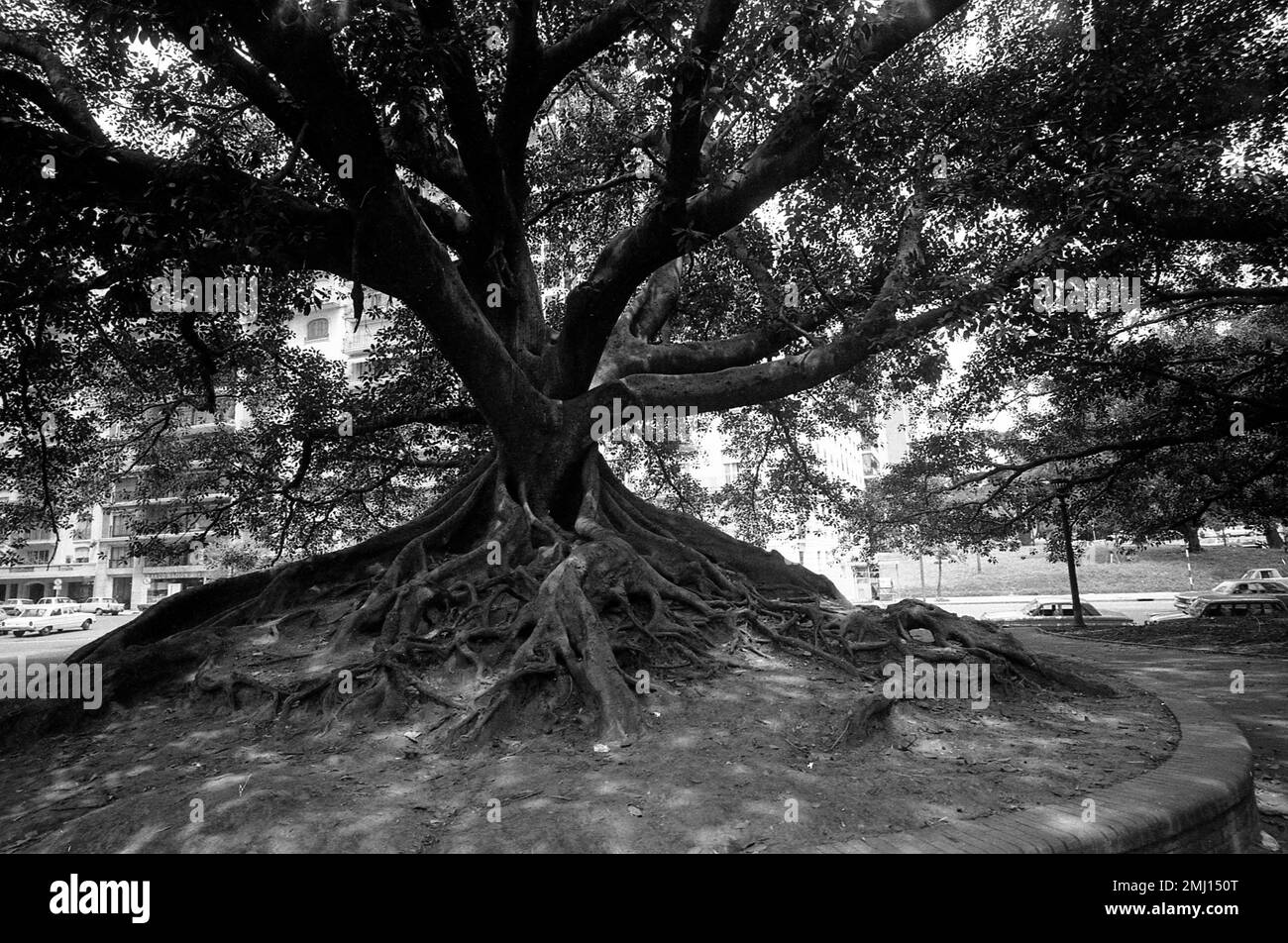 Ombu tree hi-res stock photography and images - Alamy