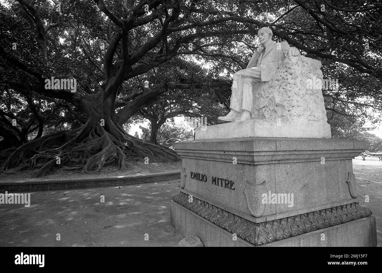 Ombu tree in downtown Buenos Aires, Argentina Stock Photo - Alamy