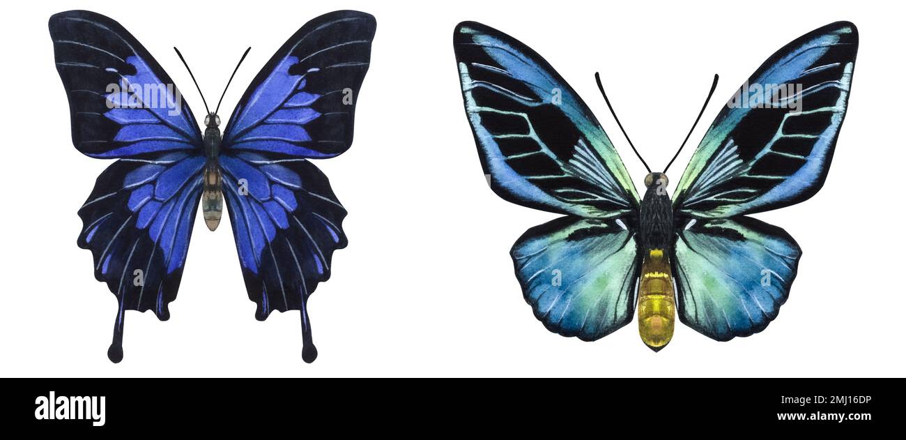 Beautiful blue butterflies. Hand-drawn watercolor illustration isolated ...