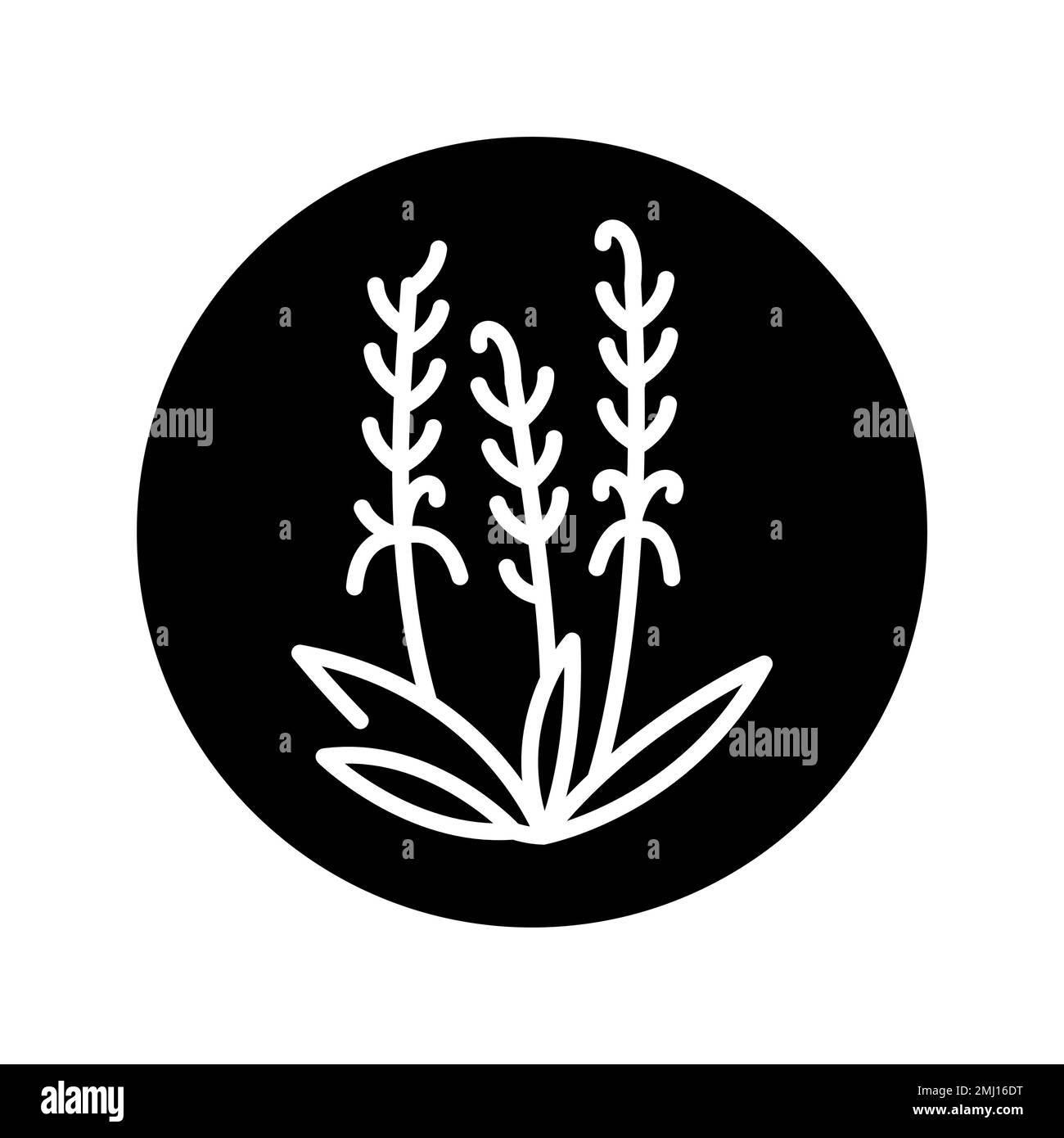 Lavender flora Black and White Stock Photos & Images - Alamy
