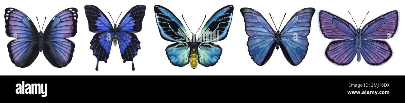 Beautiful blue-violet butterflies. Hand-drawn watercolor illustration ...