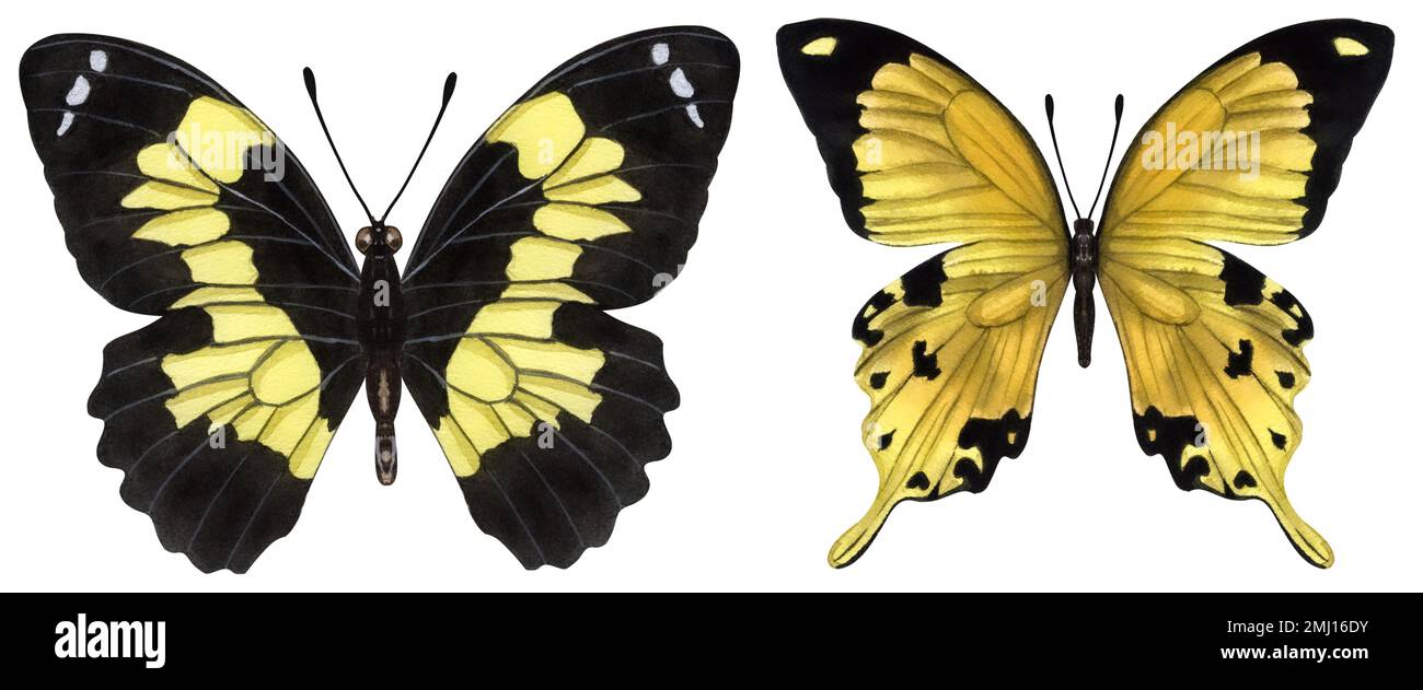 Beautiful yellow butterflies. Hand-drawn watercolor illustration ...
