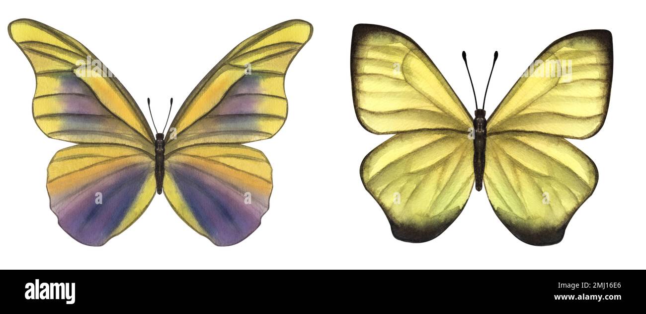 Beautiful yellow butterflies. Hand-drawn watercolor illustration ...
