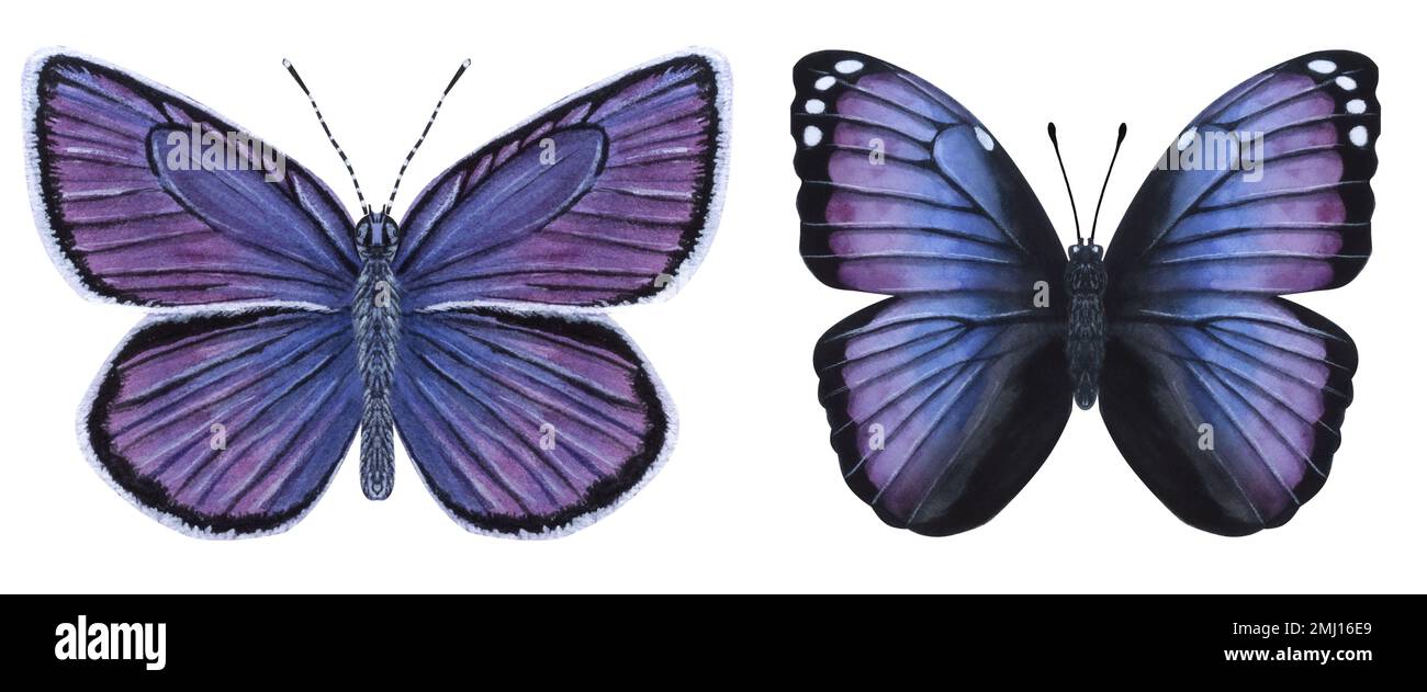 Beautiful blue-violet butterflies. Hand-drawn watercolor illustration ...