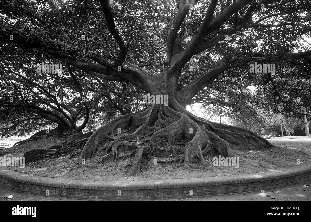 Ombu tree in downtown Buenos Aires, Argentina Stock Photo - Alamy