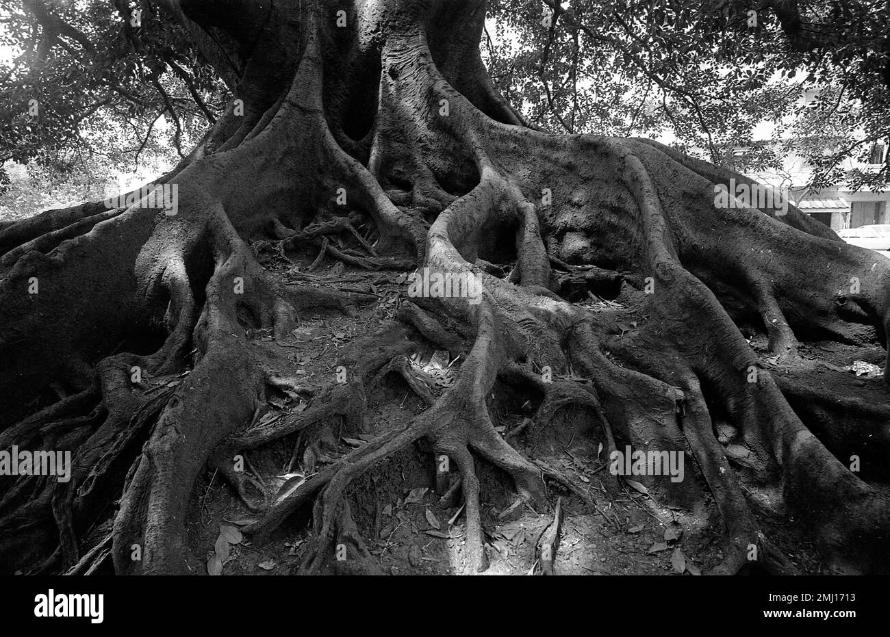Ombu tree in downtown Buenos Aires, Argentina Stock Photo - Alamy