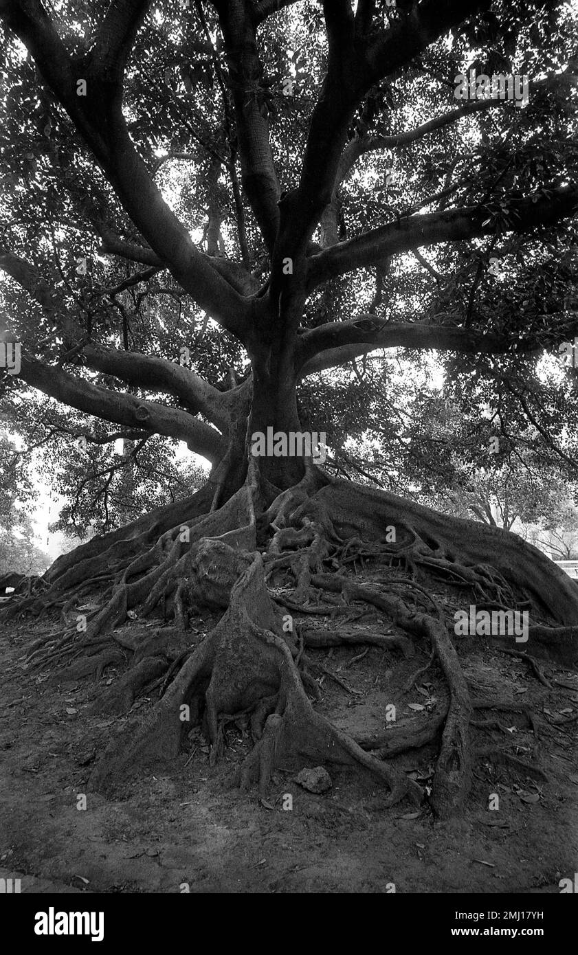 Ombu tree in downtown Buenos Aires, Argentina Stock Photo - Alamy