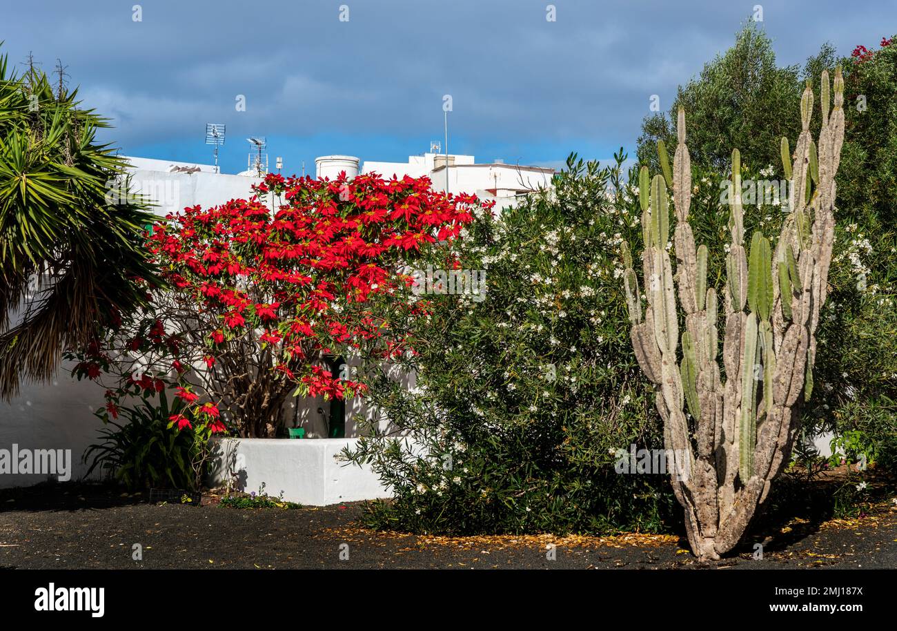 Typical planting canary hi-res stock photography and images - Alamy
