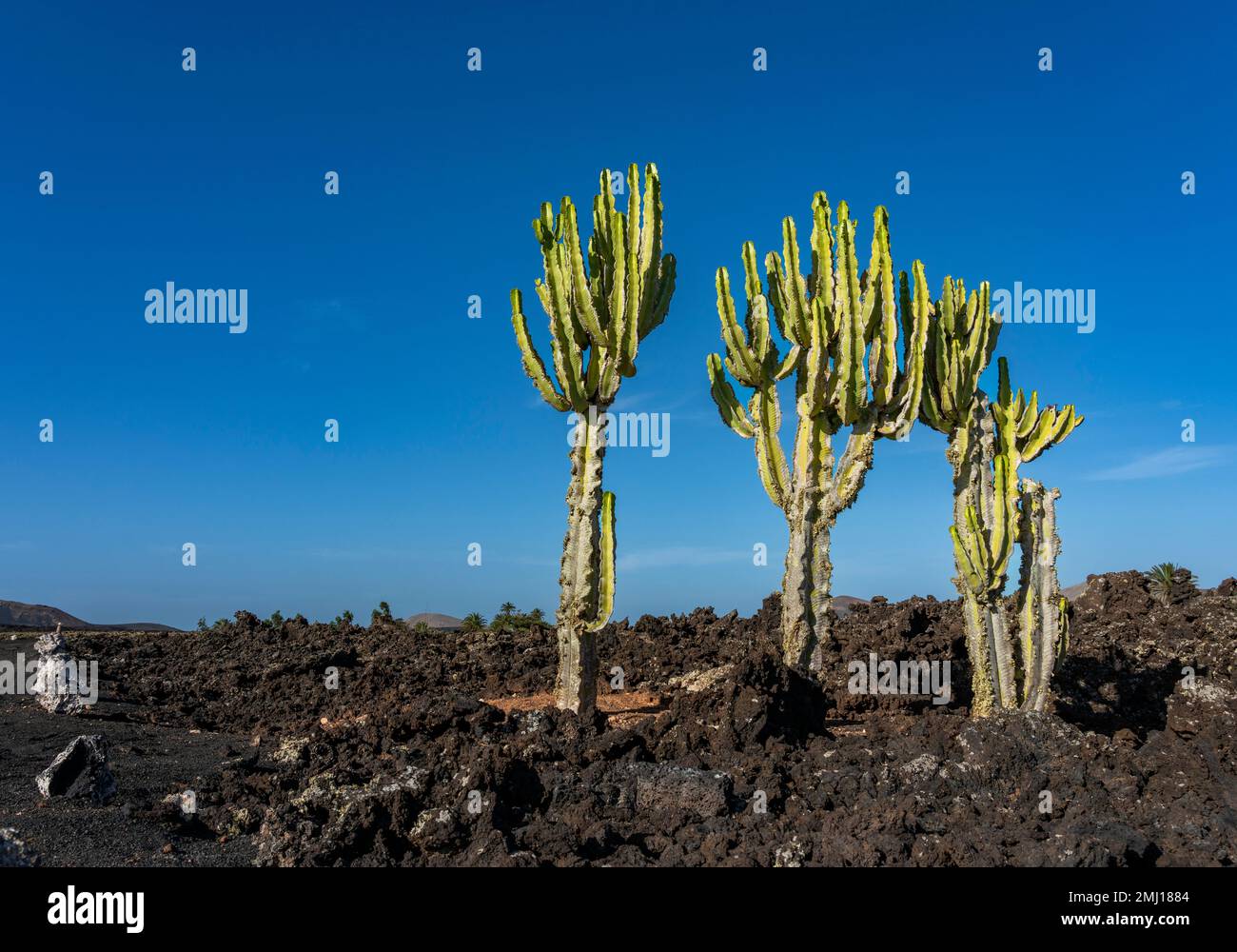 Volcano Colorado With Cacti (Cactaceae), Lanzarote, Canary Islands ...