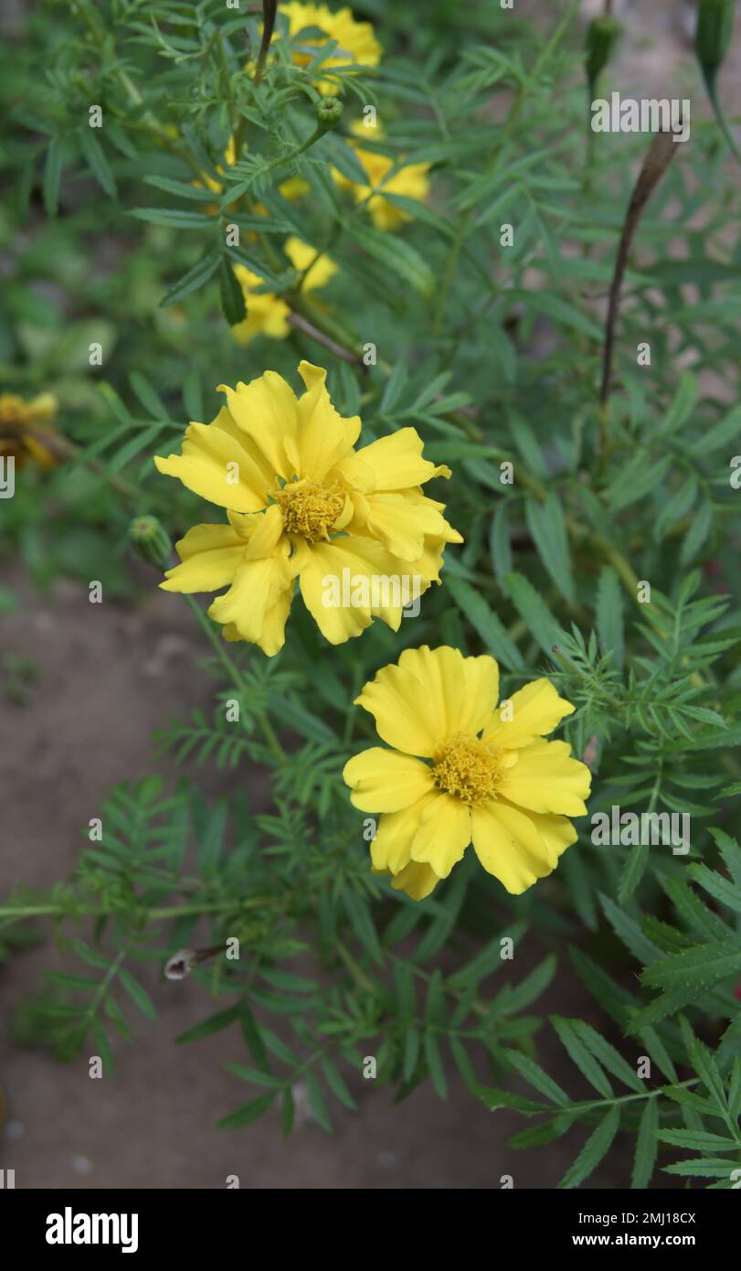 Vertical view of a yellow Marigold flower (Tagetes Erecta) bloomed in ...