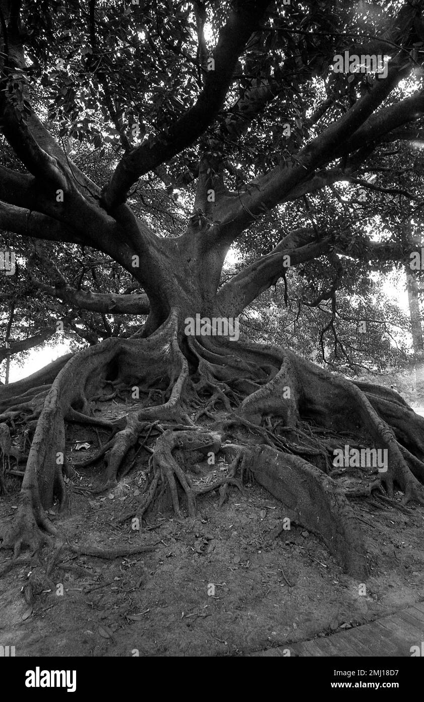 Ombu Tree Ombu Phytolacca Dioica, A Massive Deciduous Tree Native To