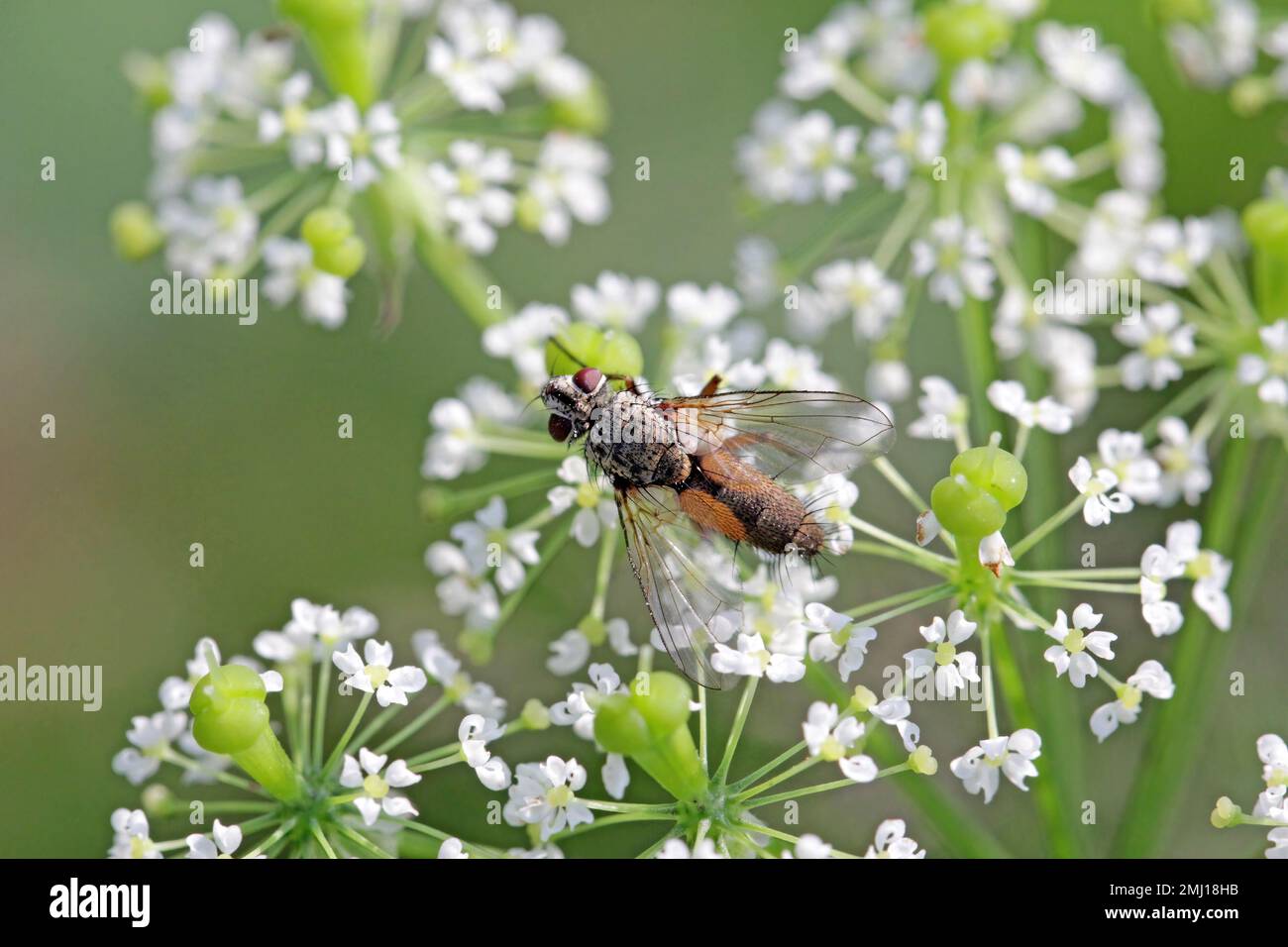 Tachinid fly (Tachinidae sp). Parasitoids of other insects. The larvae ...