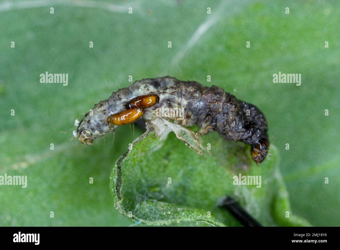 Moth caterpillar killed by larvae of Tachinid fly (Tachinidae sp ...