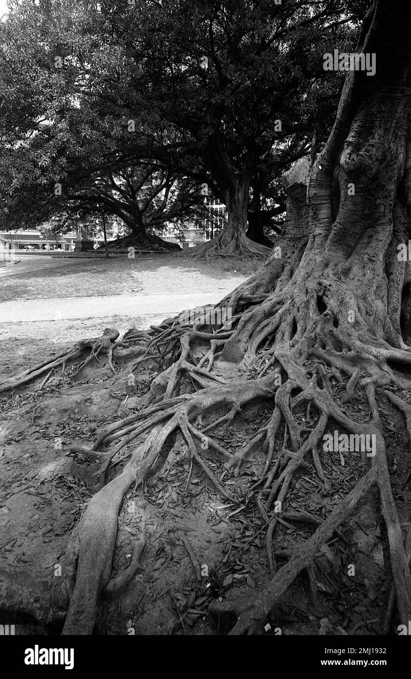 Ombu tree in downtown Buenos Aires, Argentina Stock Photo - Alamy