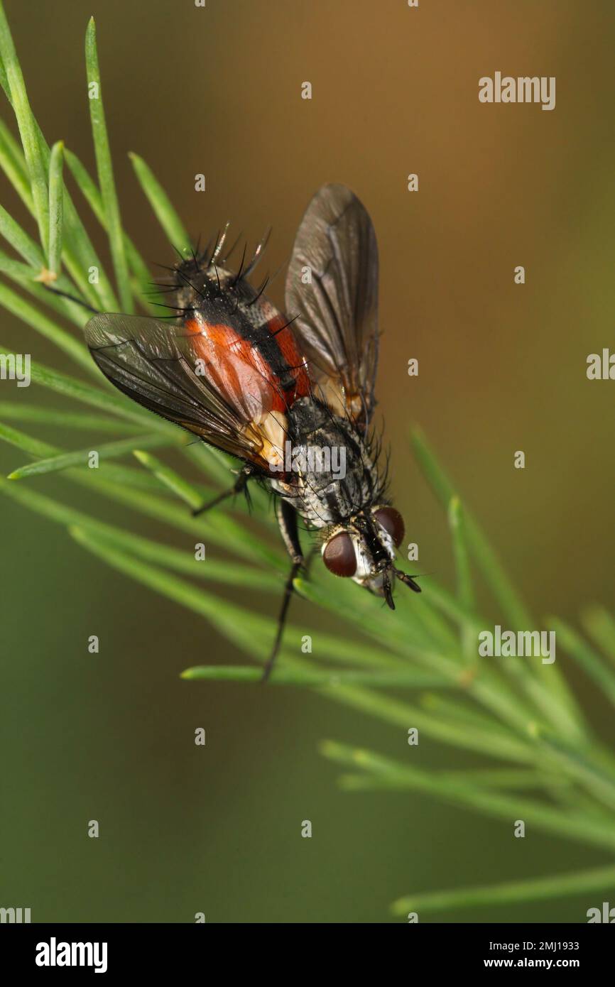Tachinid fly (Tachinidae sp). Parasitoids of other insects. The larvae ...