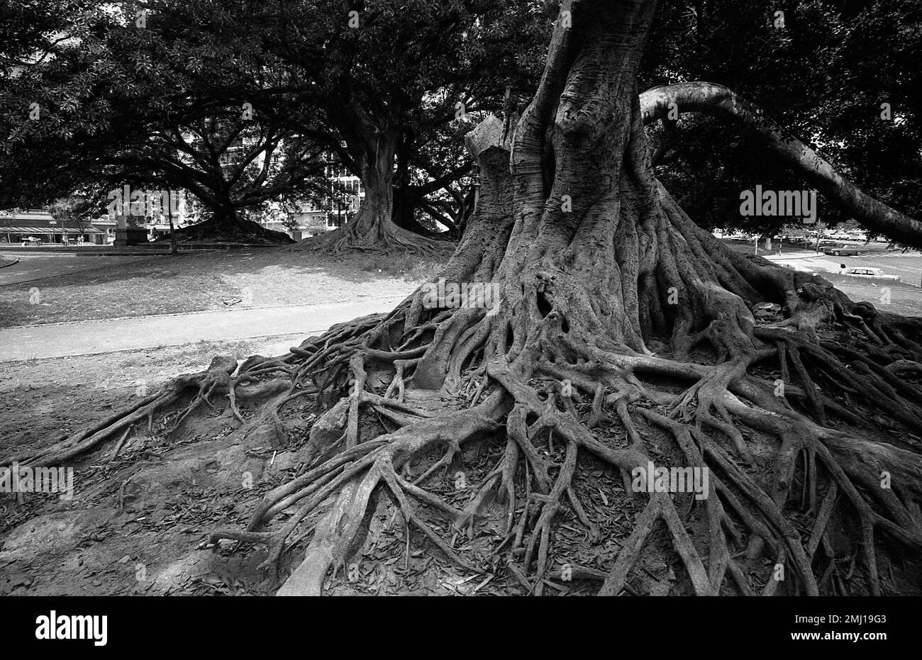 Ombu tree in downtown Buenos Aires, Argentina Stock Photo - Alamy