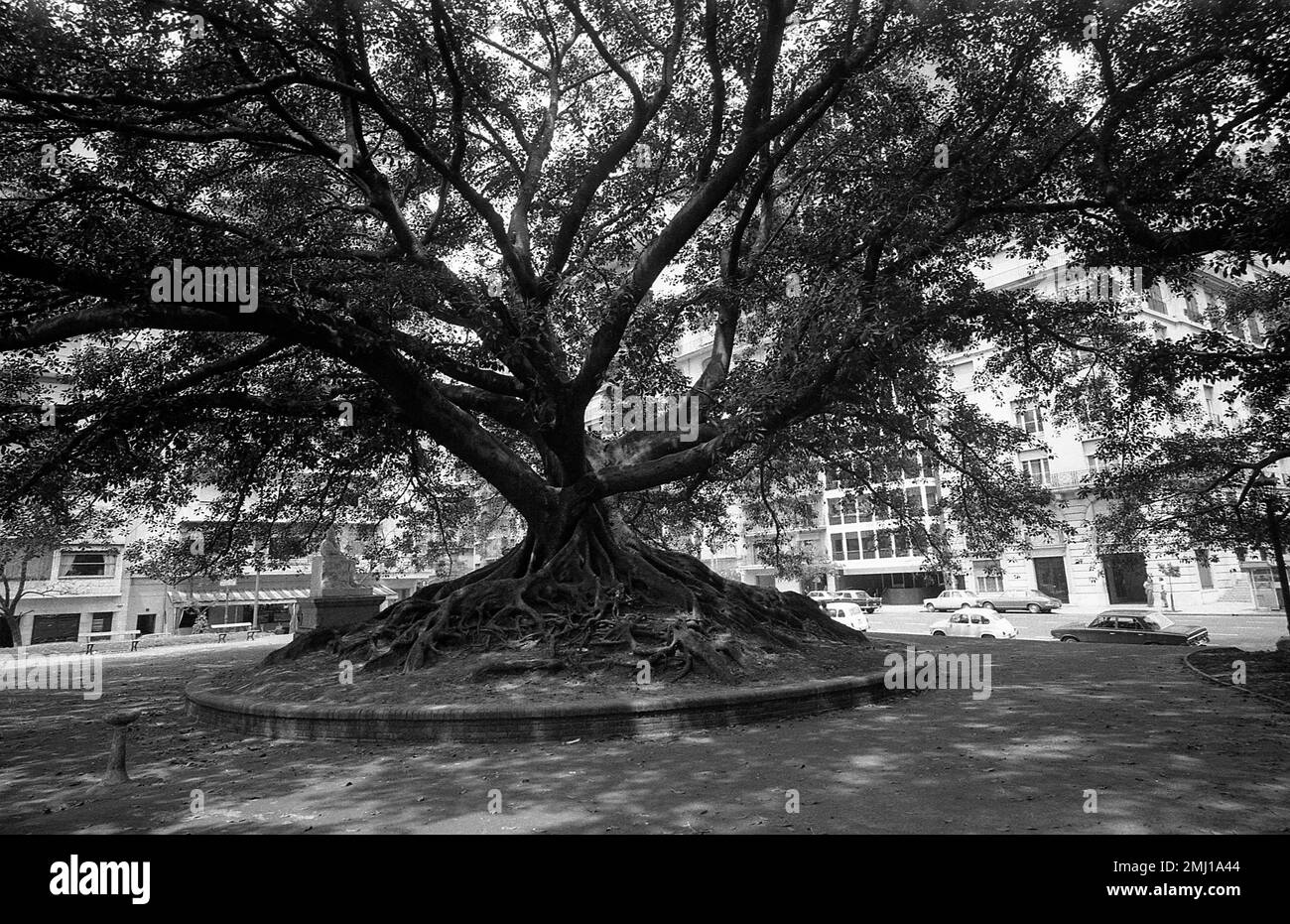 Ombu tree in downtown Buenos Aires, Argentina Stock Photo - Alamy