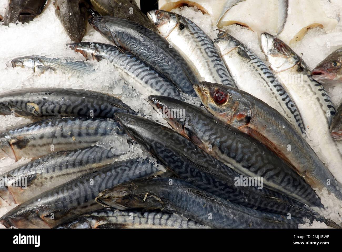 Fresh chilled mackerel lies on the ice in shop front in sea food store ...