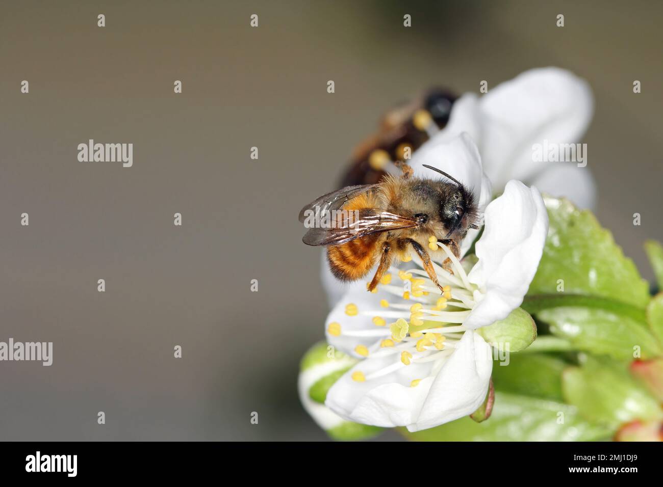 Red Mason Bee, Osmia rufa, Megachilidae, Apoidea, Apocrita, Hymenoptera ...