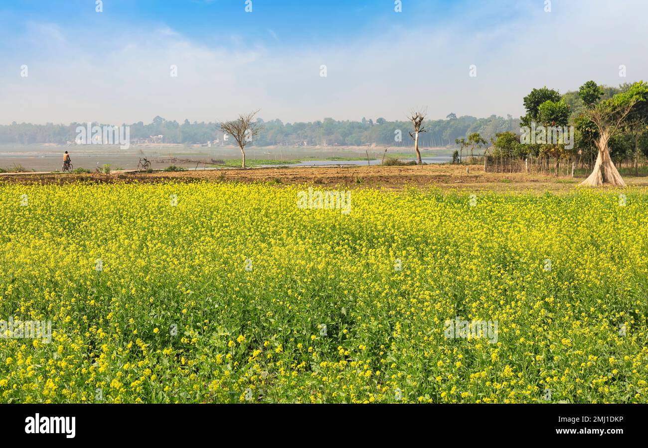Agriculture field with mustard flower plants waiting to be harvested at ...