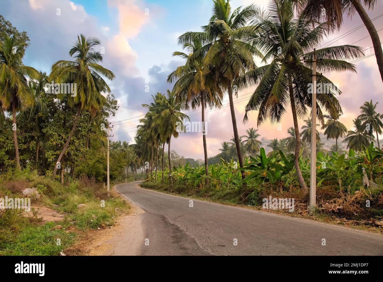 Beautiful road with coconut tree hi-res stock photography and images ...