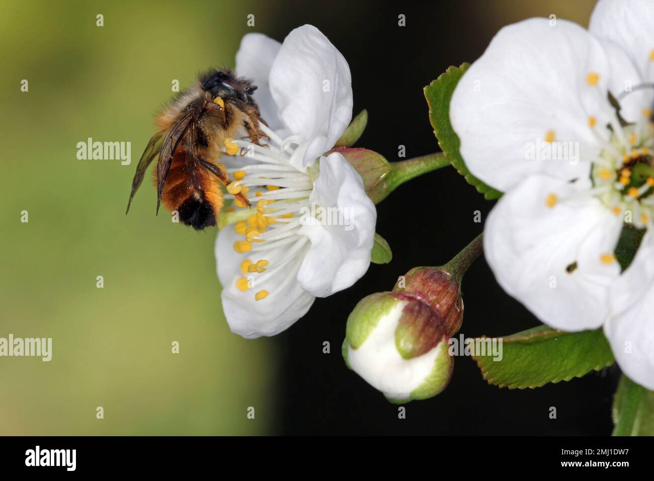 Red Mason Bee, Osmia rufa, Megachilidae, Apoidea, Apocrita, Hymenoptera ...