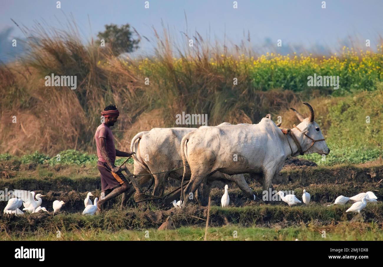 Indian Farmer ploughing an agriculture field with a pair of bullocks at ...