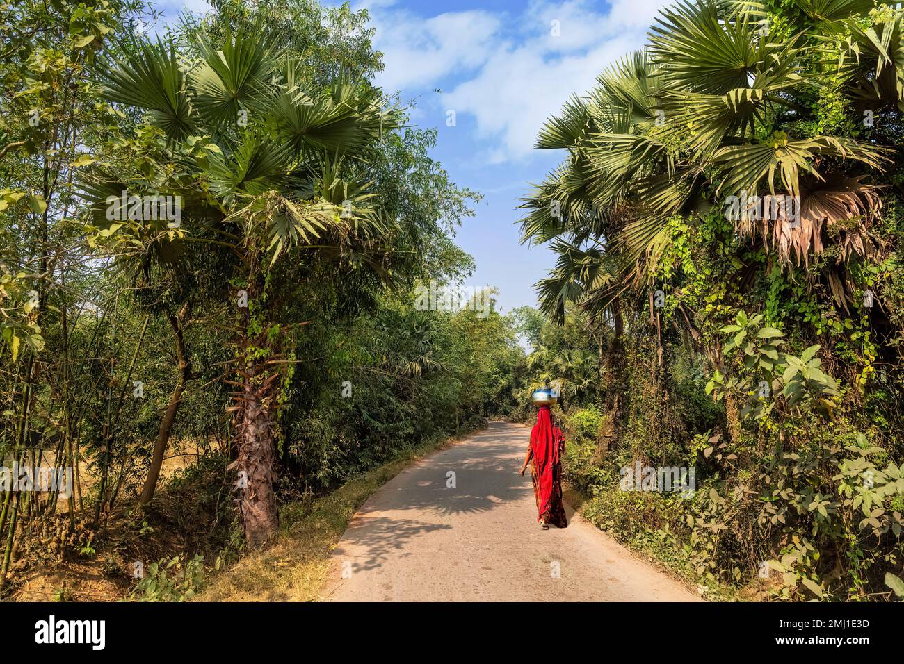 Scenic Indian village road lined with palm trees on both sides and view ...