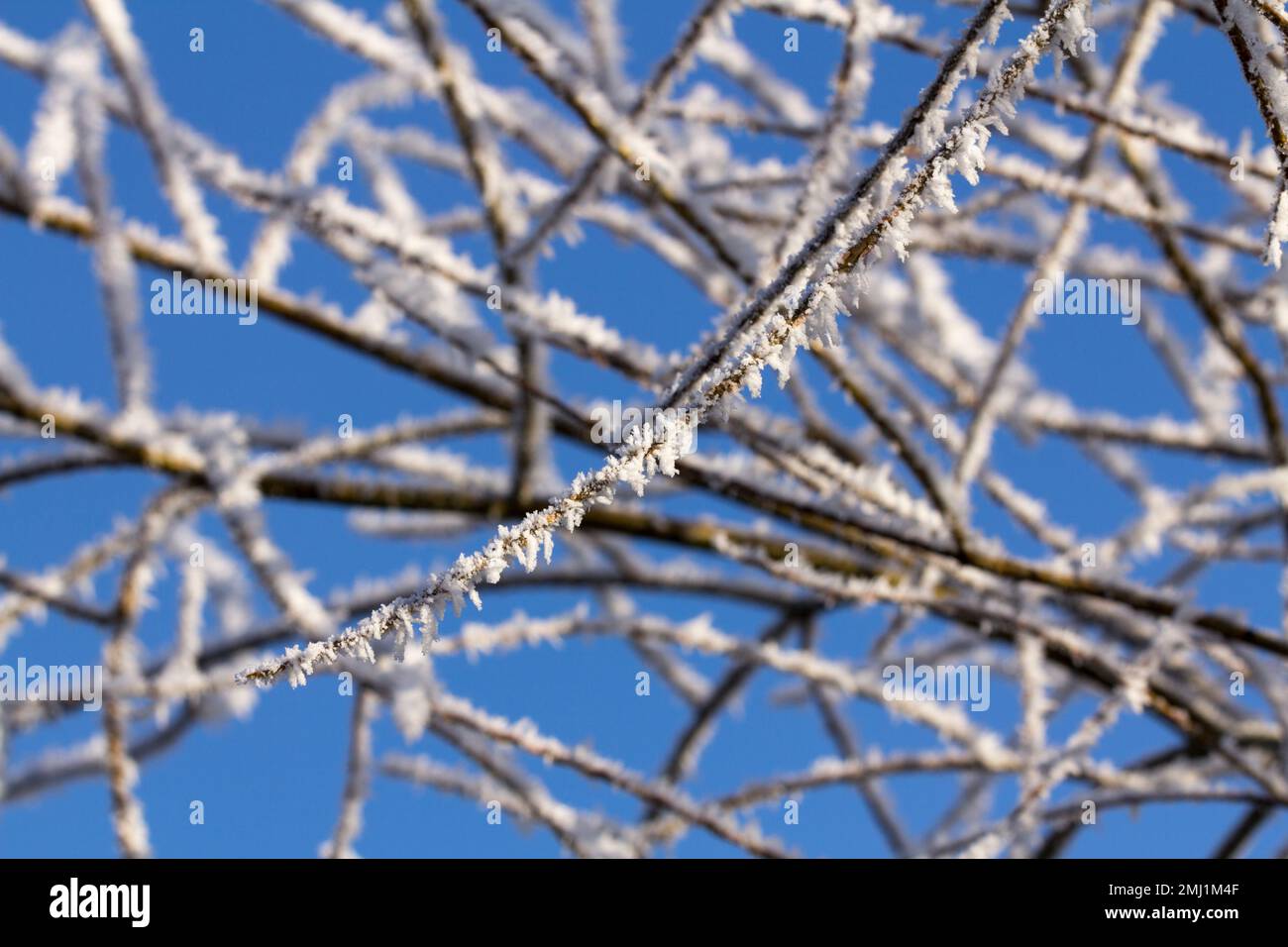 Thin branches with coating of frost hi-res stock photography and images - Alamy