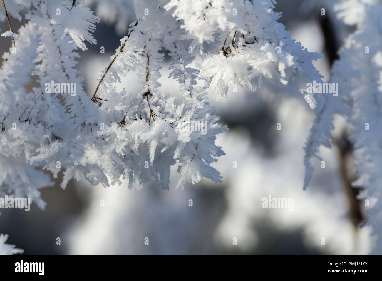 Frosty winter weather with icy deposits on farm field vegetation ...