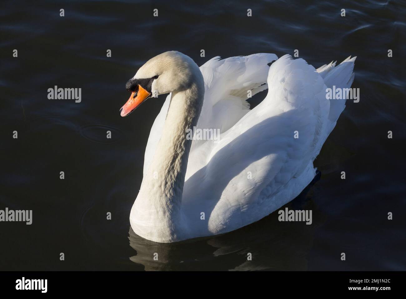 Mute swan Cygnus olor male large white water bird long neck black base ...