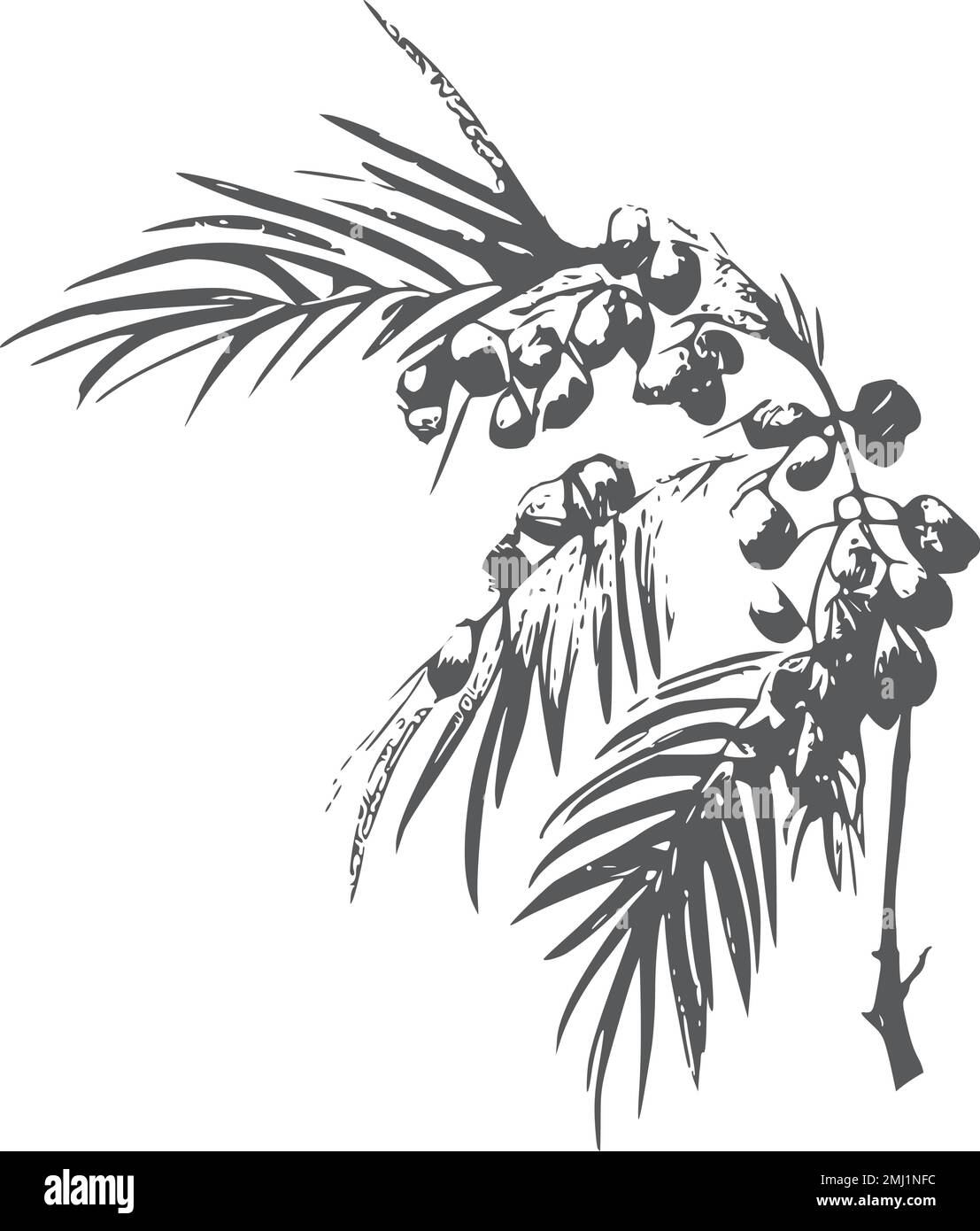 nk drawn dates with leaves. Ripe fruits hang from the branches.Border ...