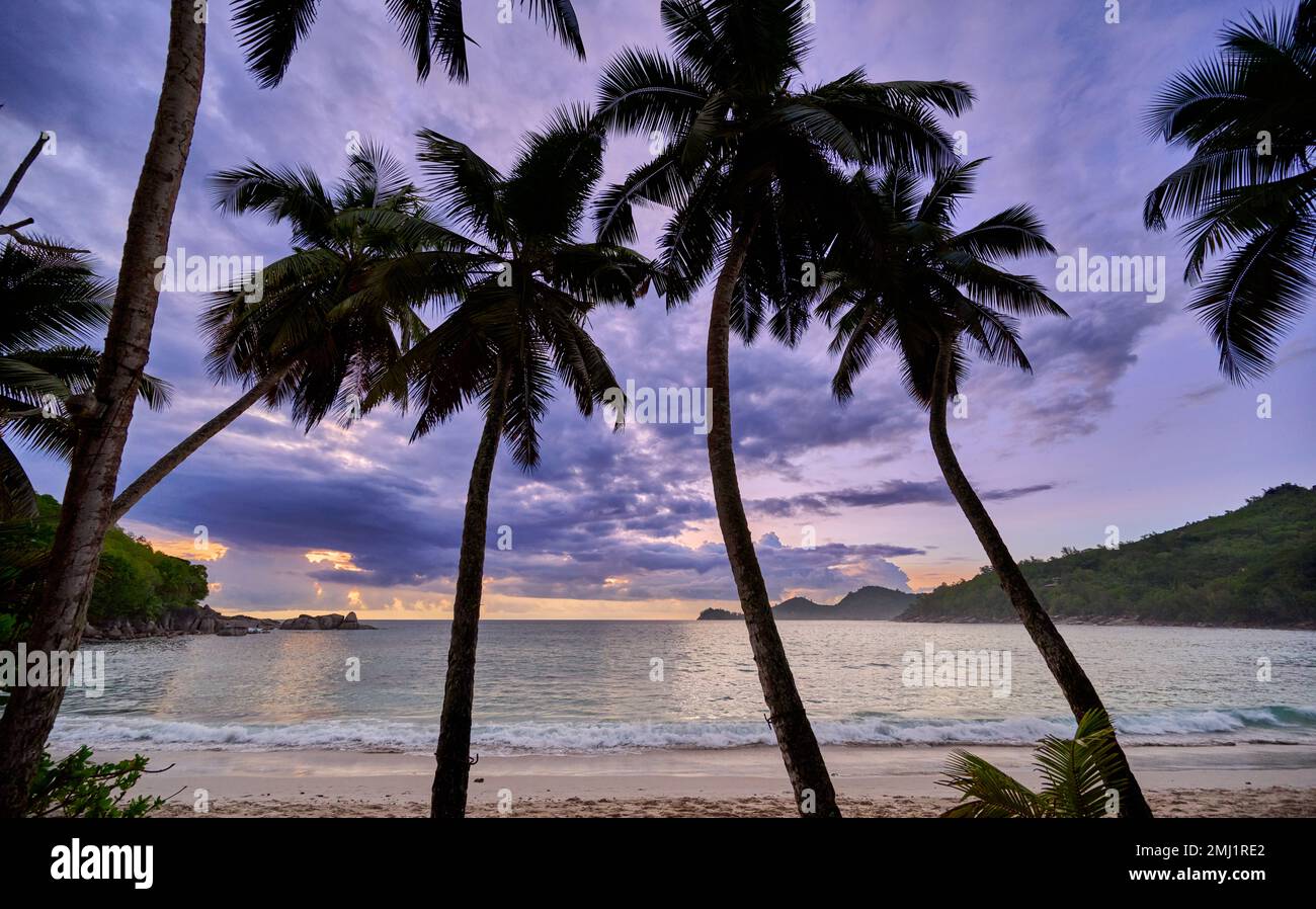 sunset behind palm trees at Anse Takamaka, Mahe, Seychelles Stock Photo ...