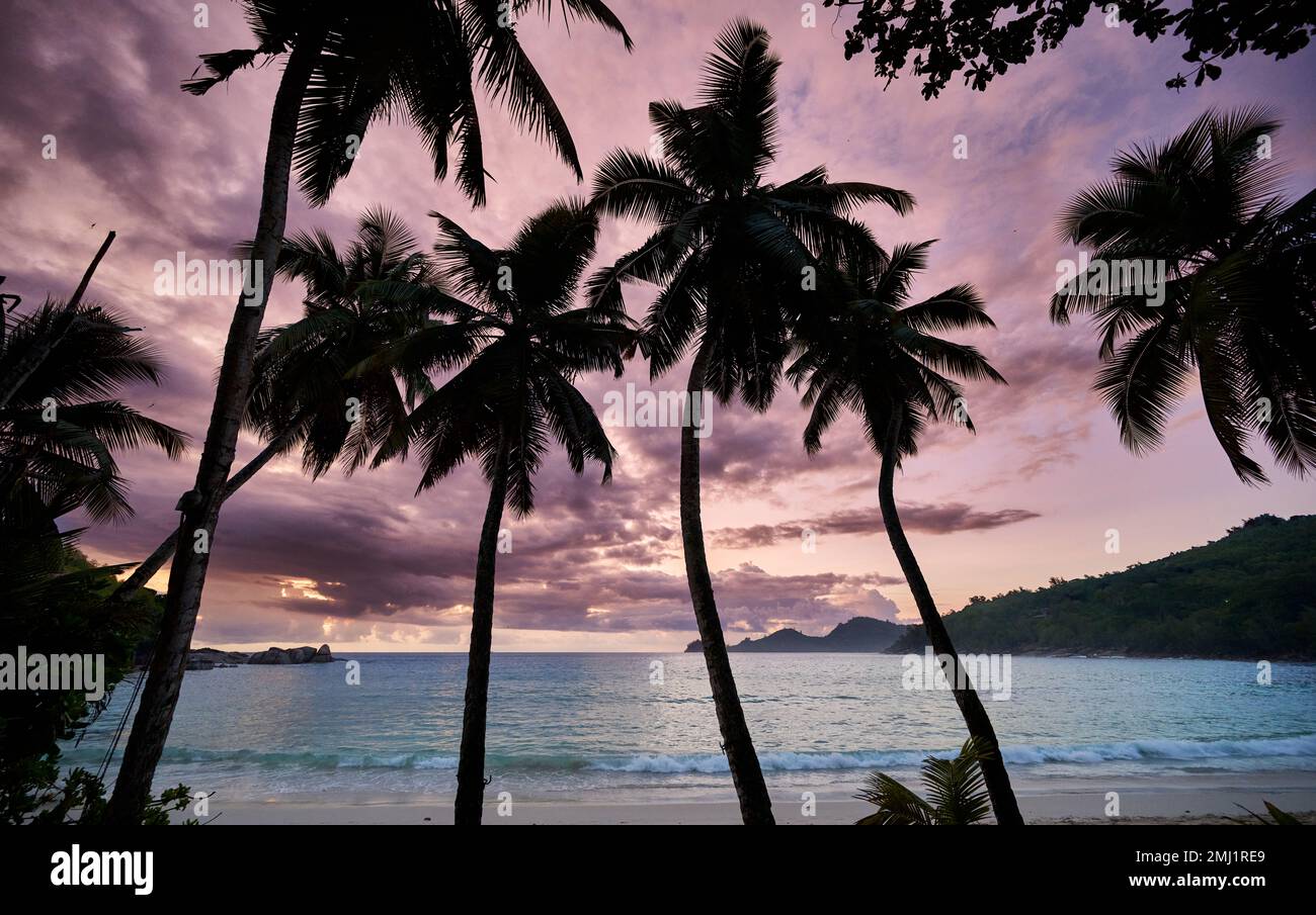 sunset behind palm trees at Anse Takamaka, Mahe, Seychelles Stock Photo ...