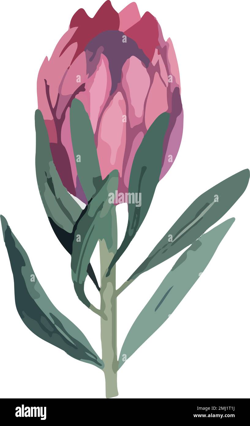 Set realistic vector illustration of protea flowers. Tropical king ...