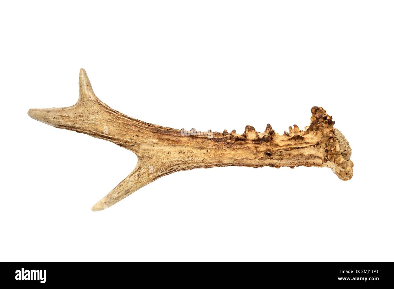 antler - one roe deer horn isolated on white background Stock Photo - Alamy