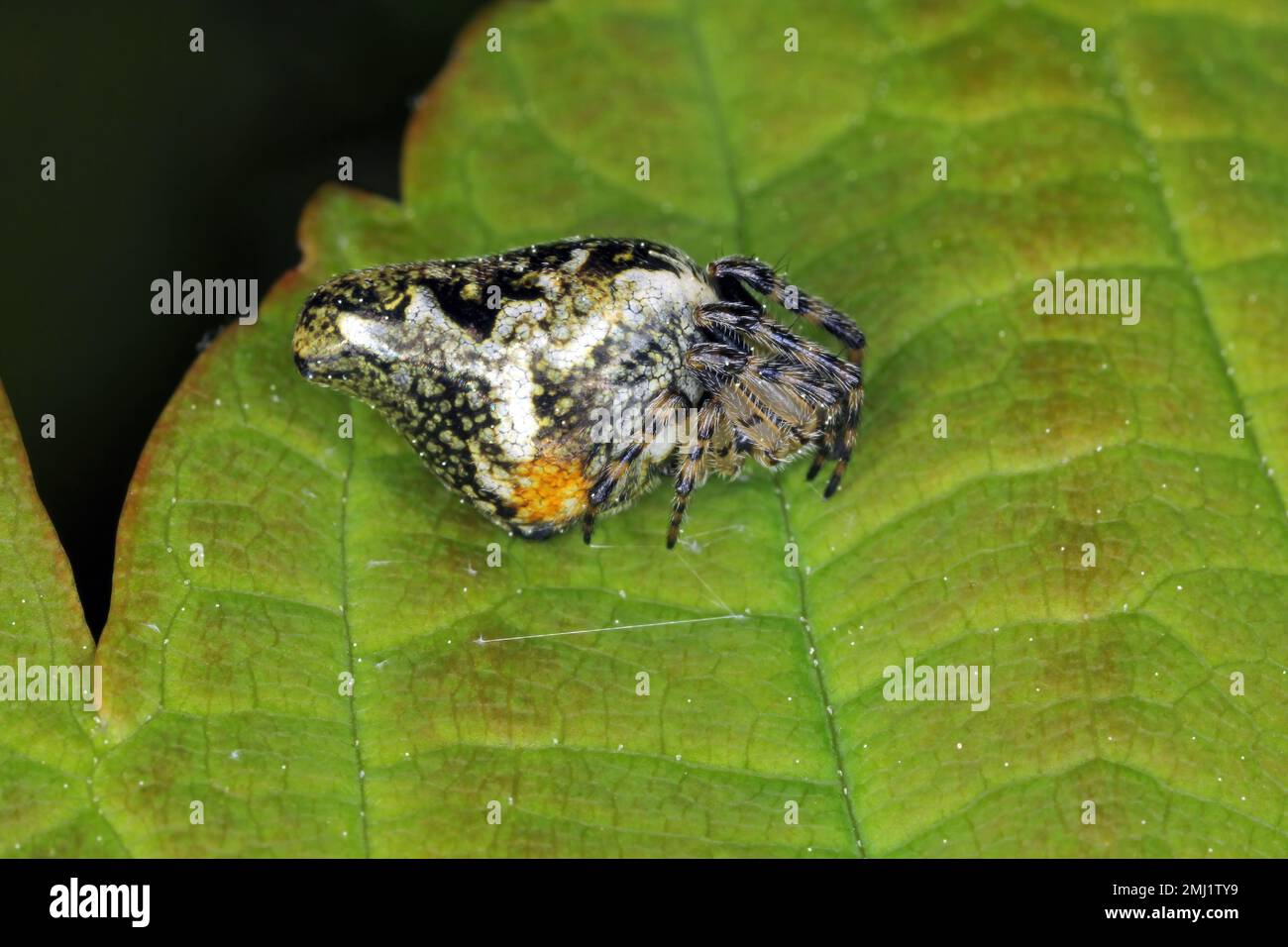 A spider that looks like bird droppings on a leaf in the garden Stock ...