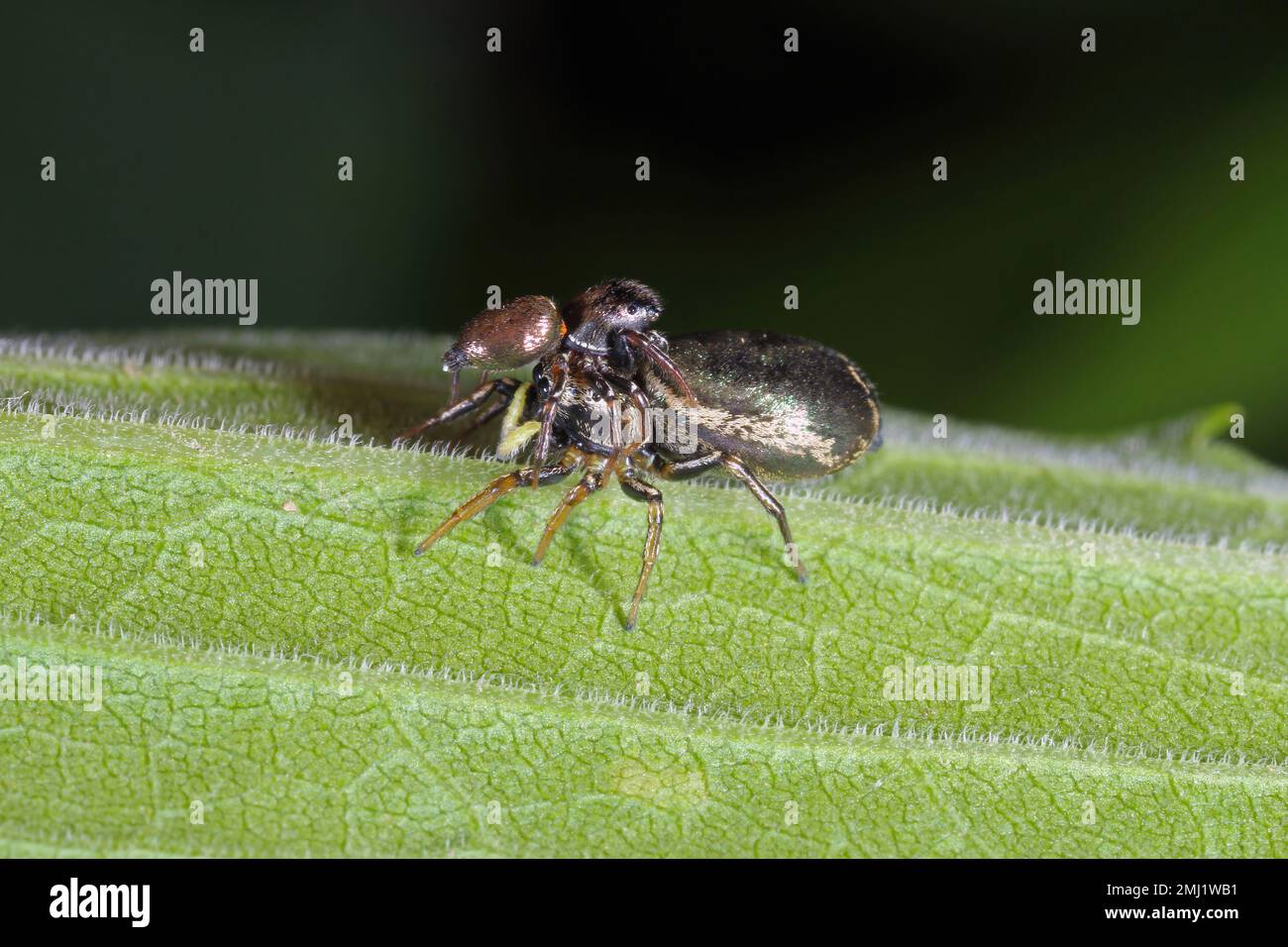 Close up view of Heliophanus auratus jumping spider. A pair of spiders ...