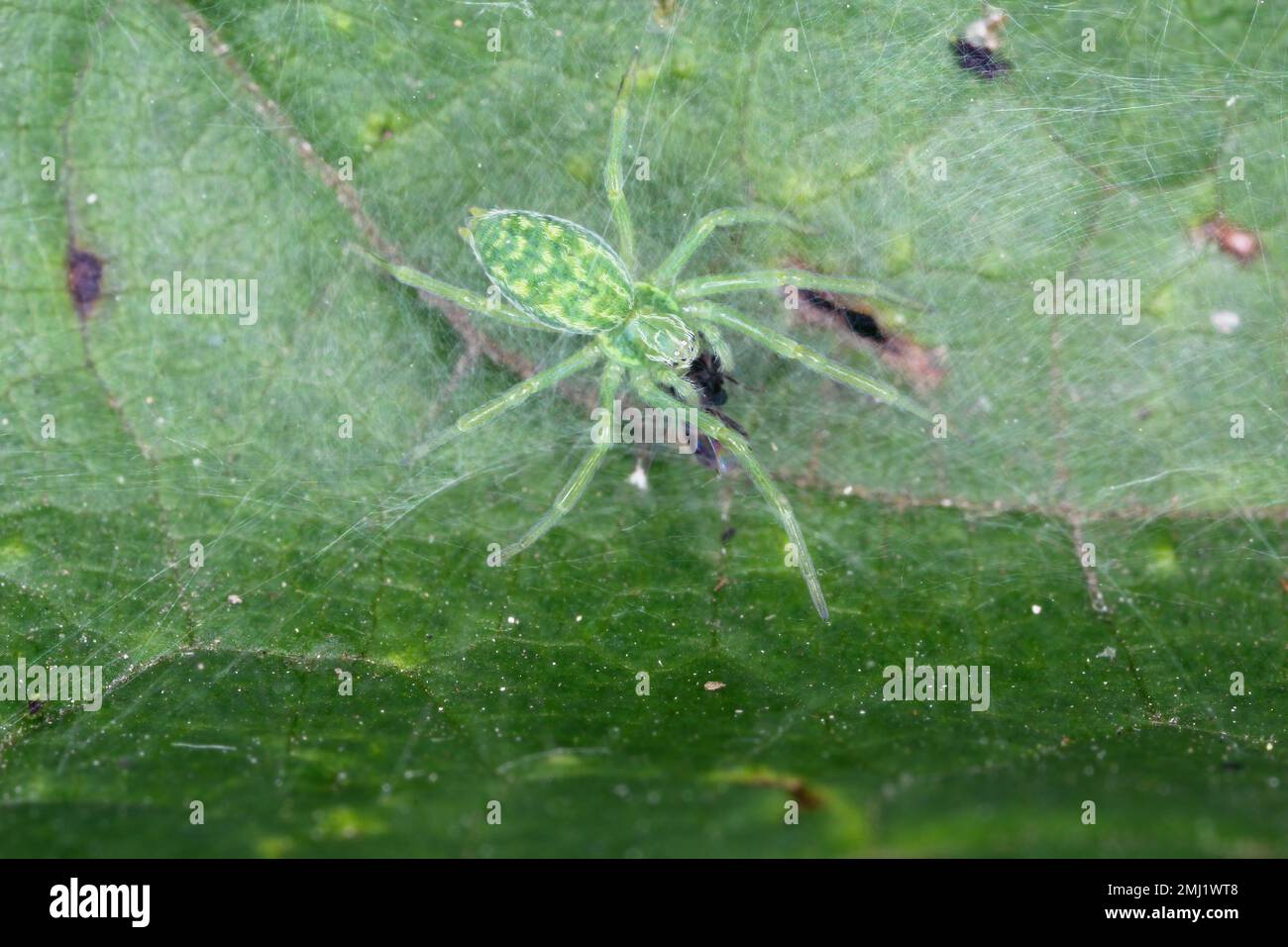 Green spider under the web with hunted prey and in the garden Stock ...