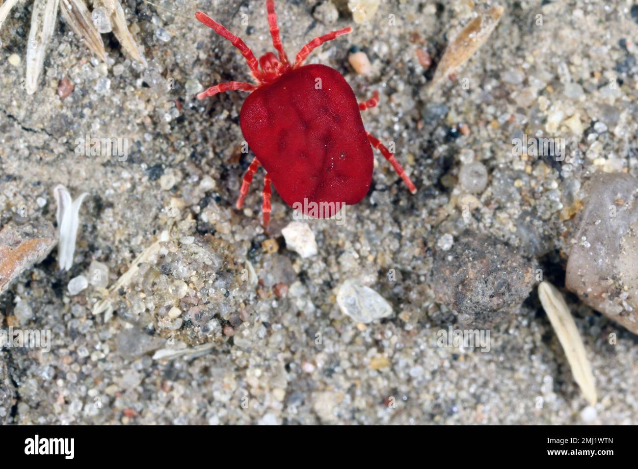 Red Velvet Mite or Rain Bug (Trombidiidae) walking on the ground Stock ...