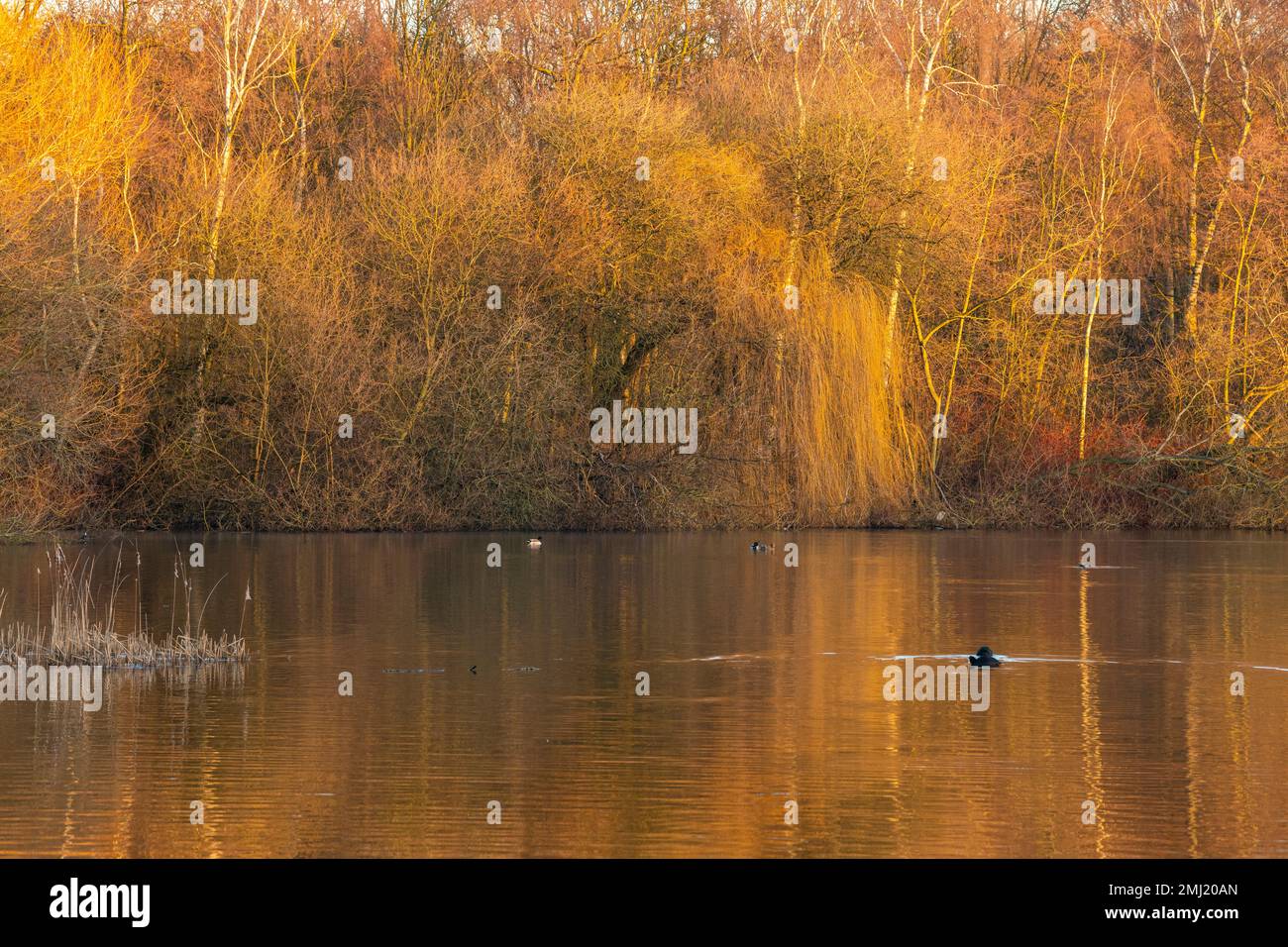 Warm winter morning light at Colwick Park in Nottingham ...