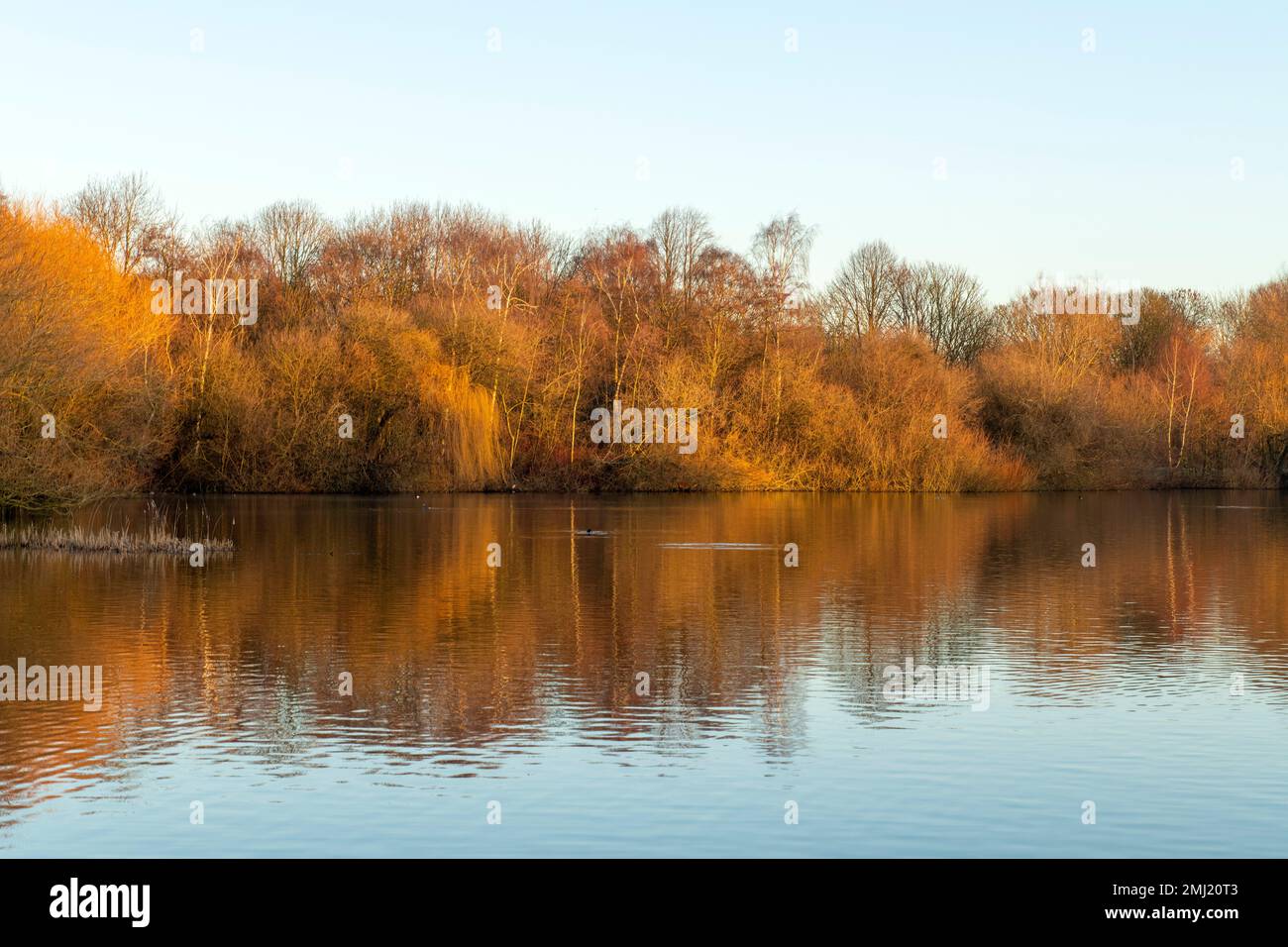 Warm winter morning light at Colwick Park in Nottingham ...