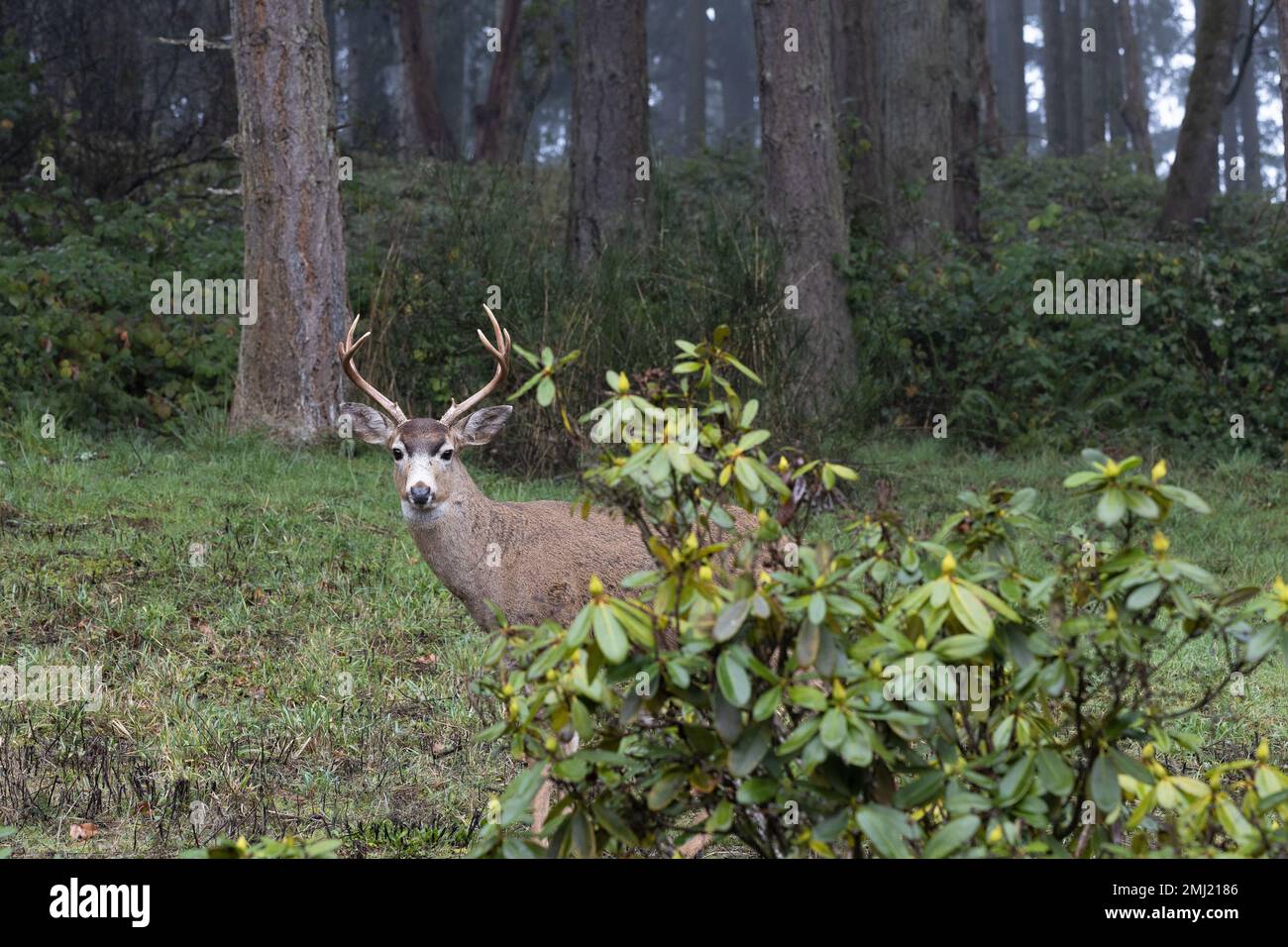 A buck standing at the edge of a forest in Eugene, Oregon Stock Photo ...