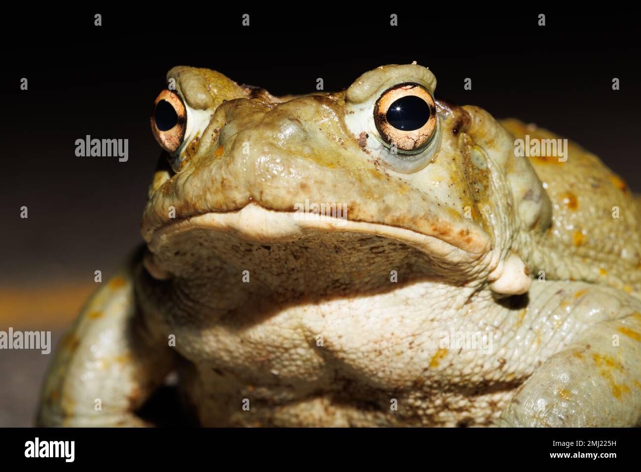 Sonoran Desert Toad, Pima county, Arizona, USA Stock Photo - Alamy