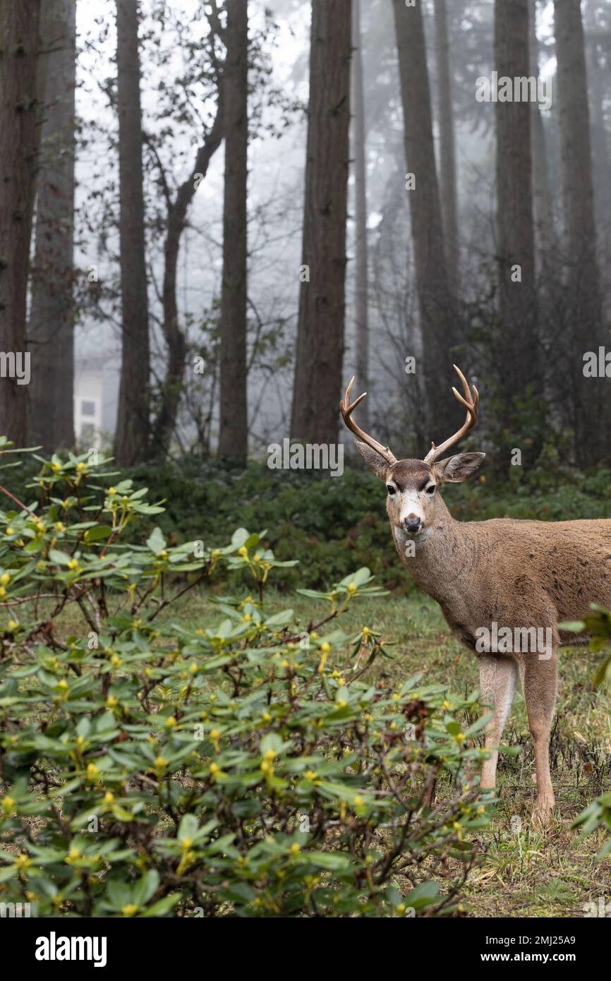 A buck standing at the edge of a forest in Eugene, Oregon Stock Photo ...