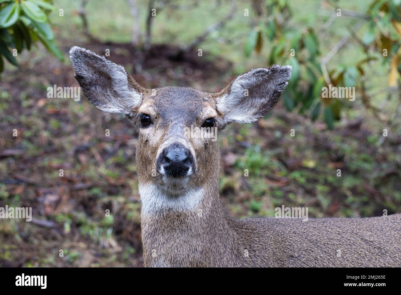 Oregon deer hi-res stock photography and images - Alamy