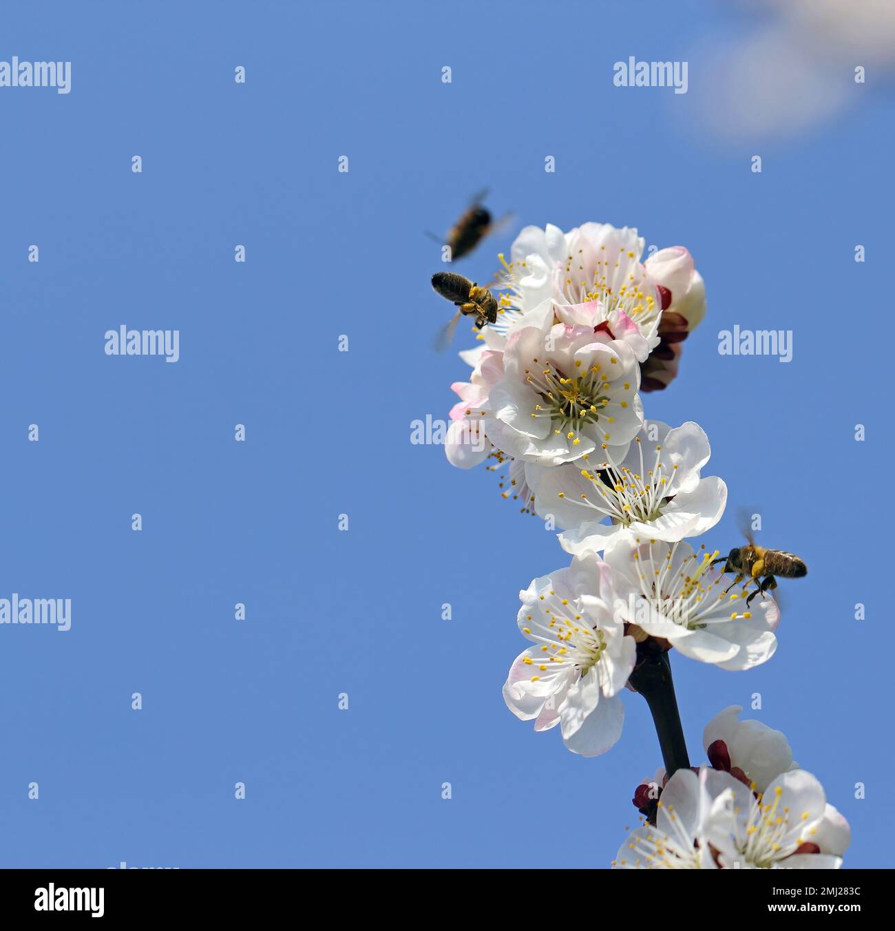 Grey mould (Botrytis cinerea) rotting strawberry fruit Stock Photo - Alamy