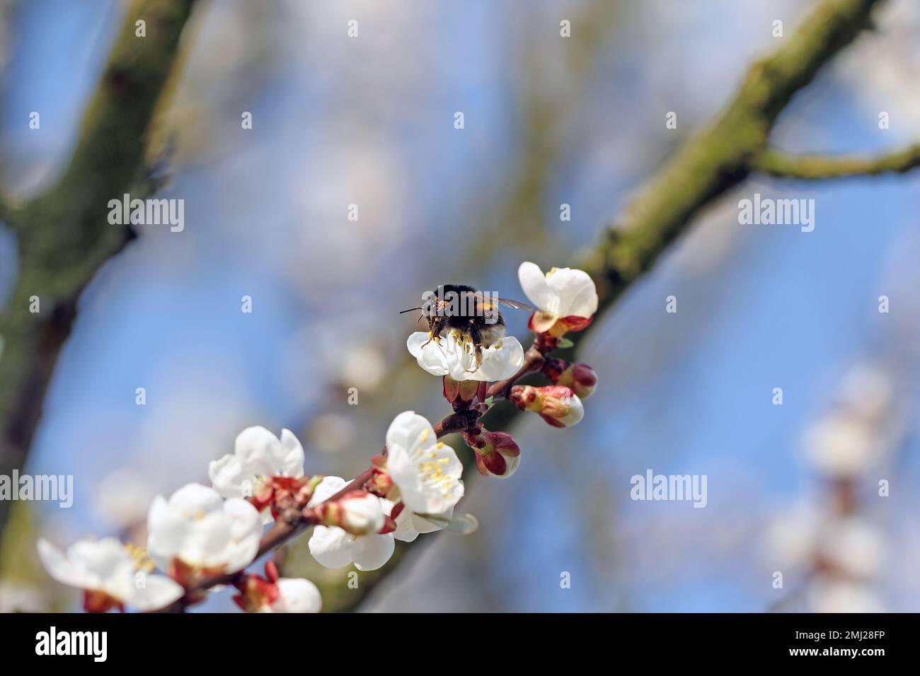 Bumblebee (Bombus sp.). Pollinating apricot tree in spring blooming ...